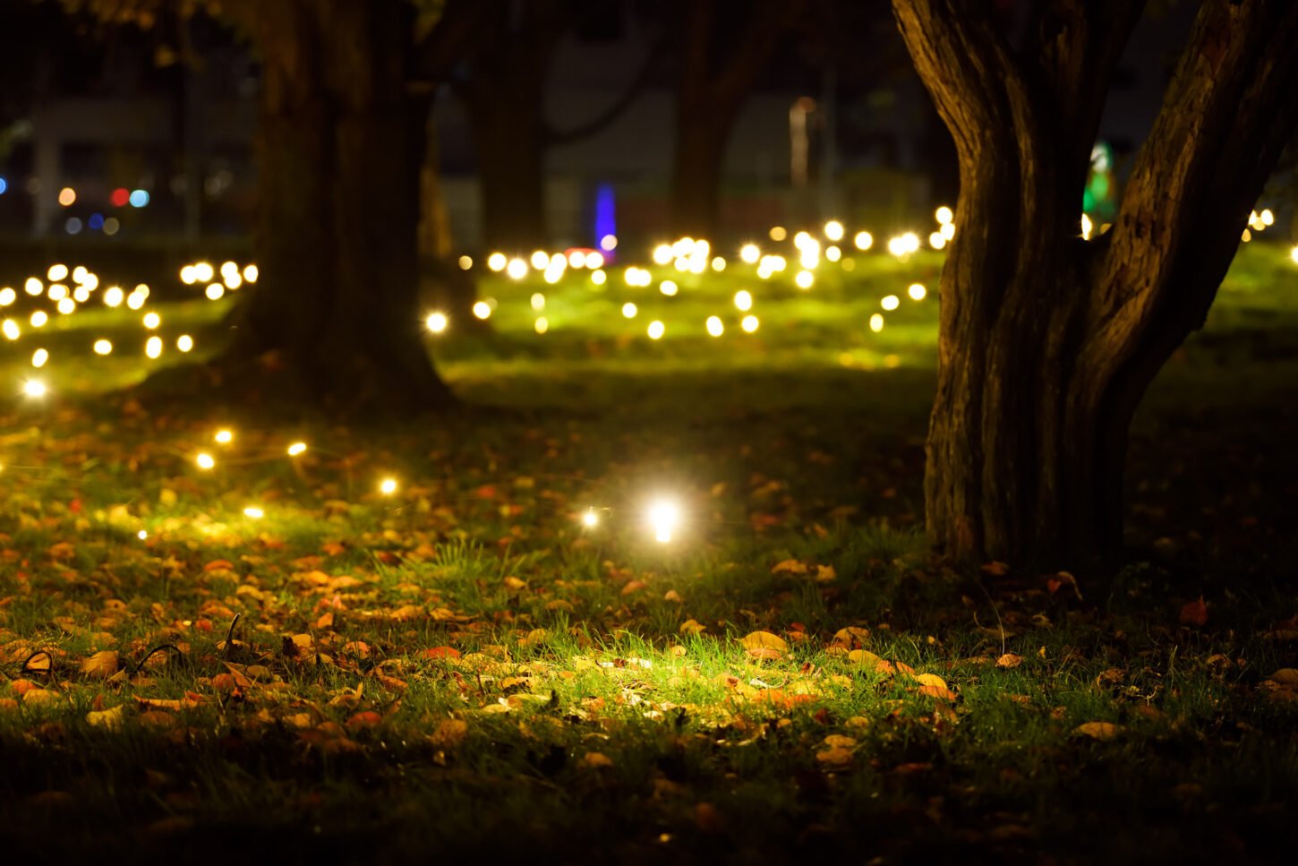 Firefly Field | Studio Toer - GLOW